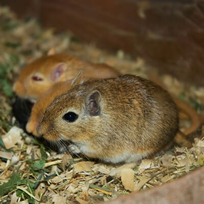 Rodents - Borden Lane Vets